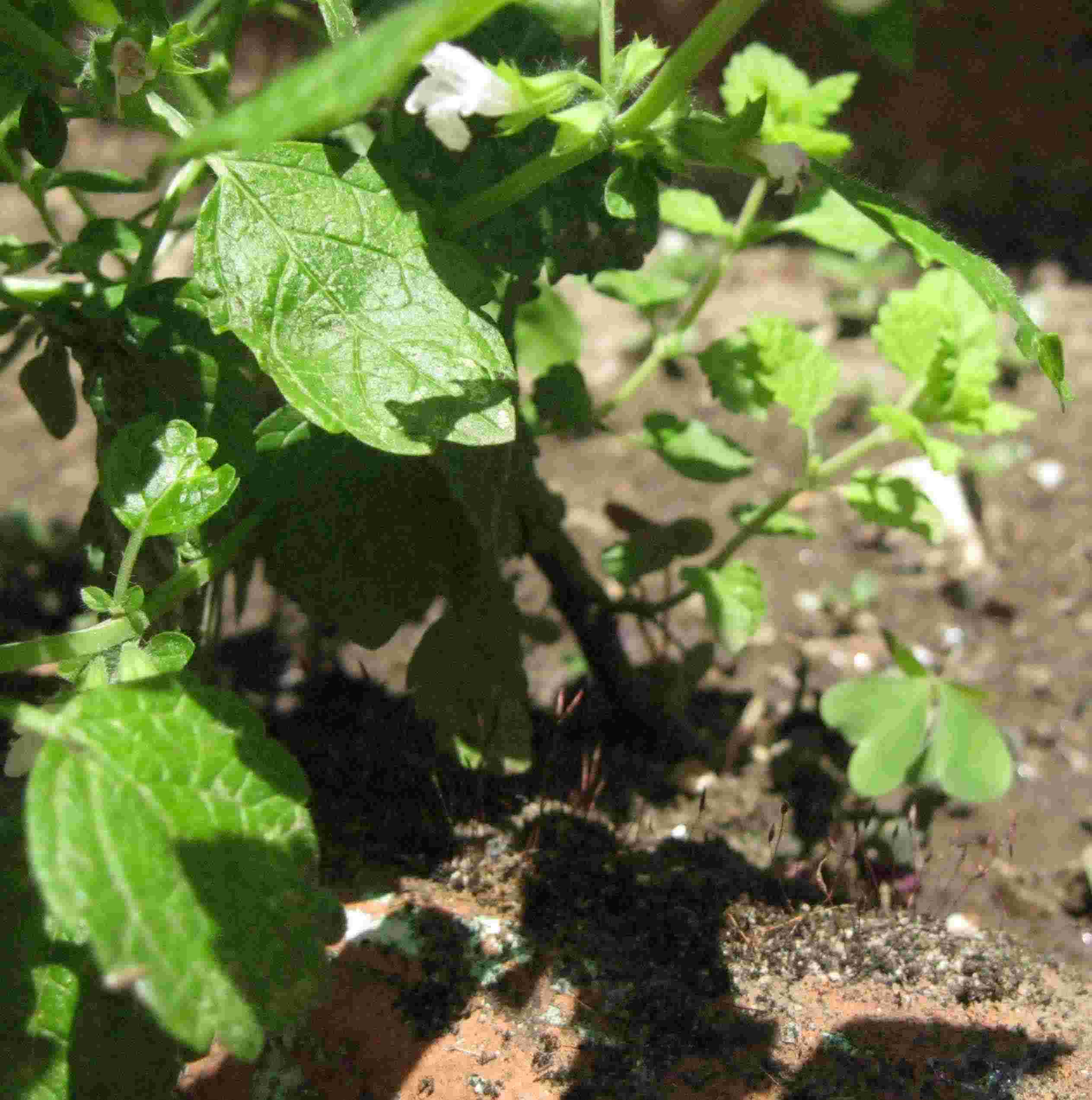  Qu Planta Es Esta 