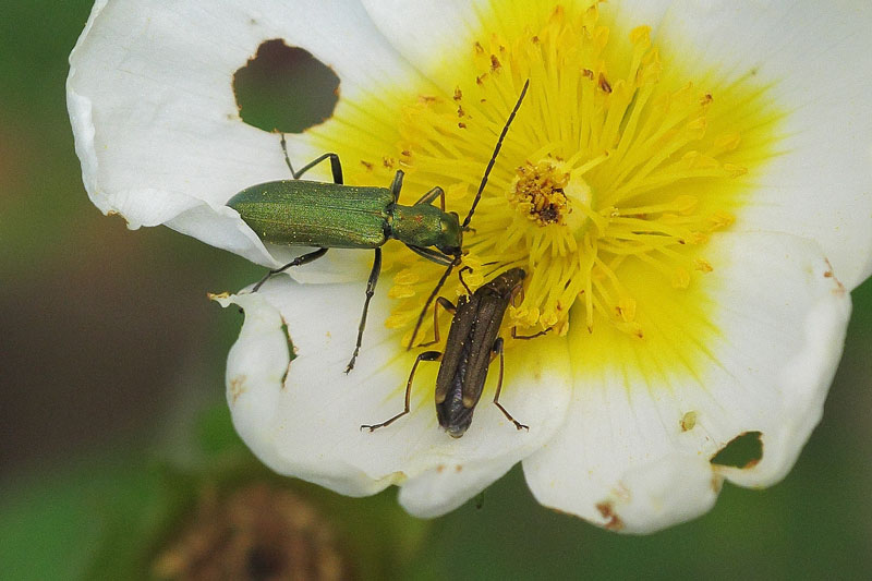 [identificado] Dos coleópteros