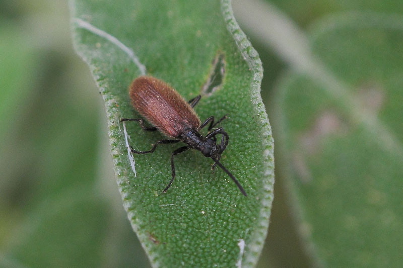 [identificado] Coleópteros para identificar